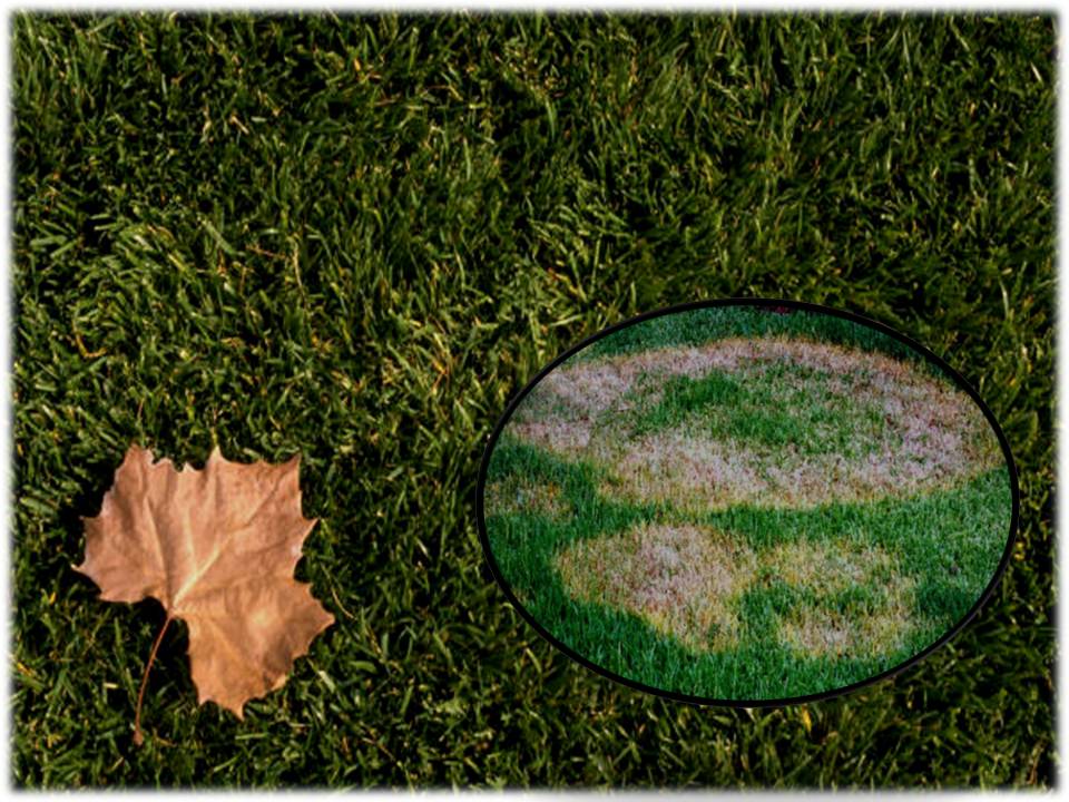 Brown Patch season is HERE! – Greenuplawn