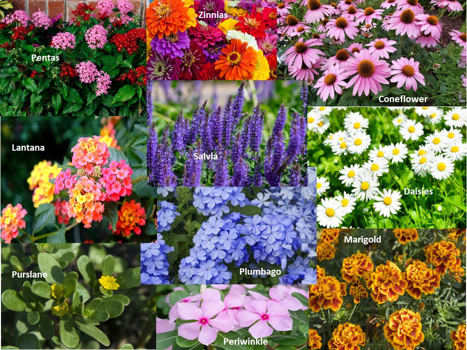 What are the best flowers to plant in Texas to survive the summer heat ...